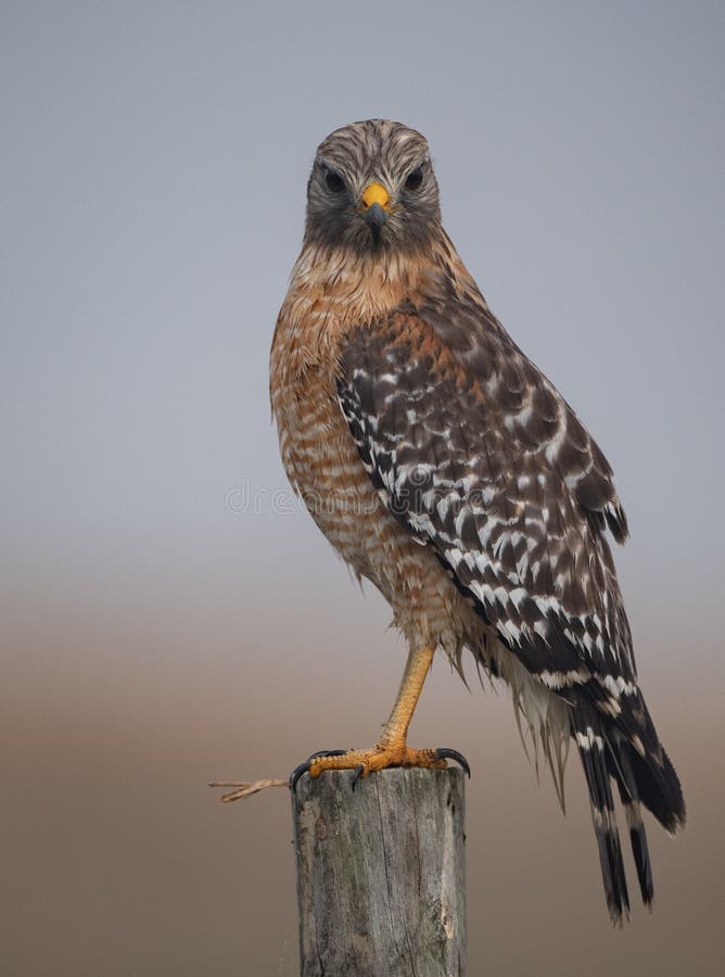 Red Shouldered Hawk stock photo. Image of hawk, baby - 137678230