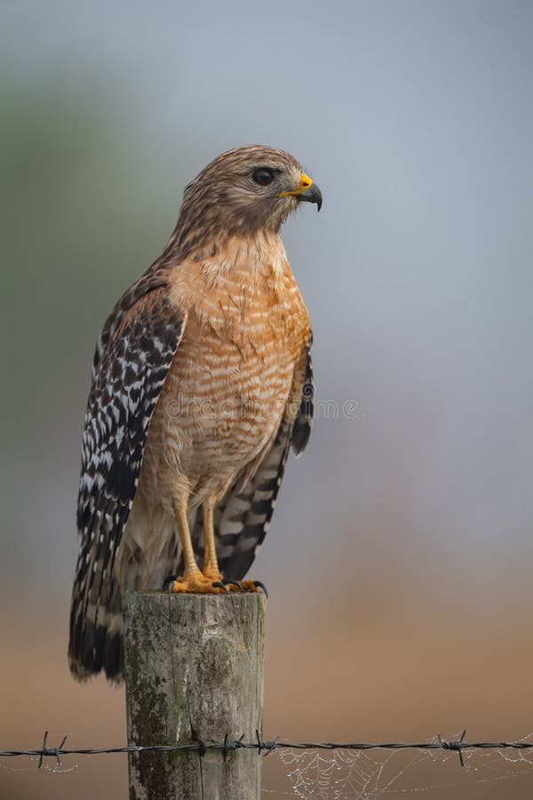 Red Shouldered Hawk stock photo. Image of male, faced - 137678262