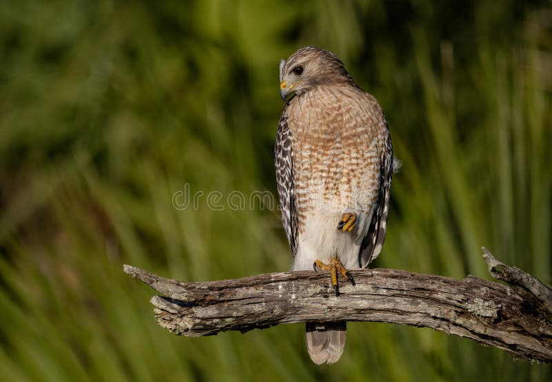 A Red-shouldered Hawk in Florida Stock Photo - Image of jasper, flying ...