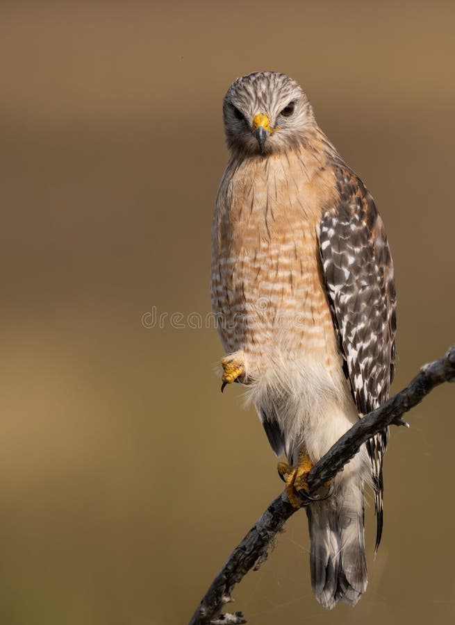 A Red-shouldered Hawk in Florida Stock Image - Image of athabasca ...