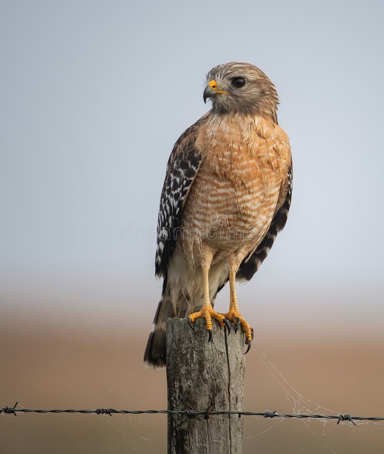 A Red-shouldered Hawk in Florida Stock Photo - Image of isle, athabasca ...