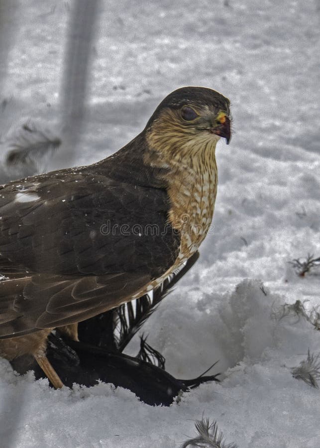 Hawk Standing Guard Over Prey Stock Image - Image of raptor, wildlife ...