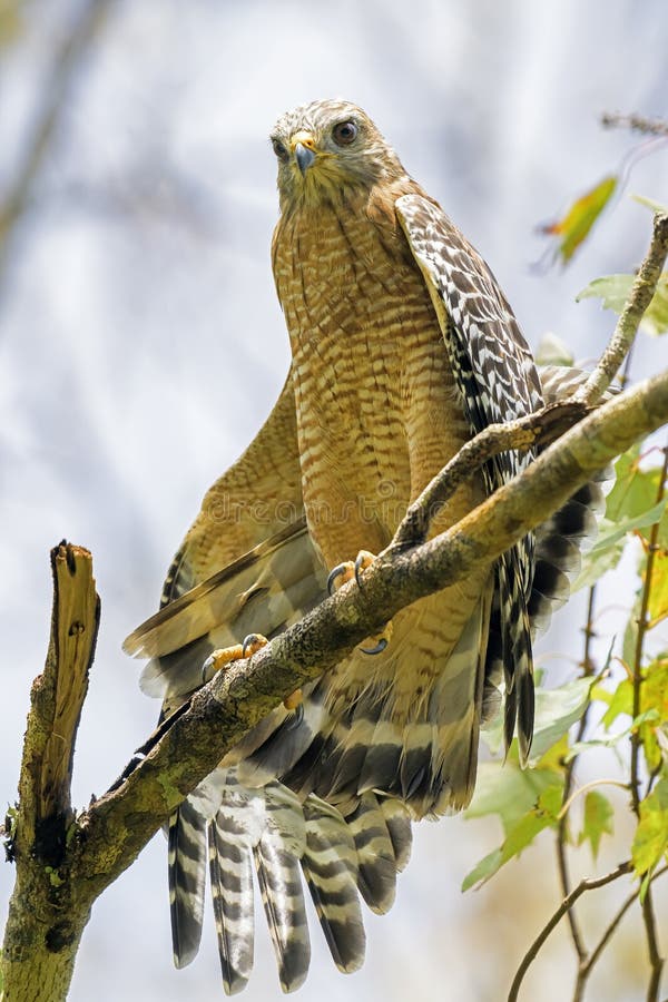 Red Shouldered Hawk Stretching Wings and Showing Feathers. Stock Image ...