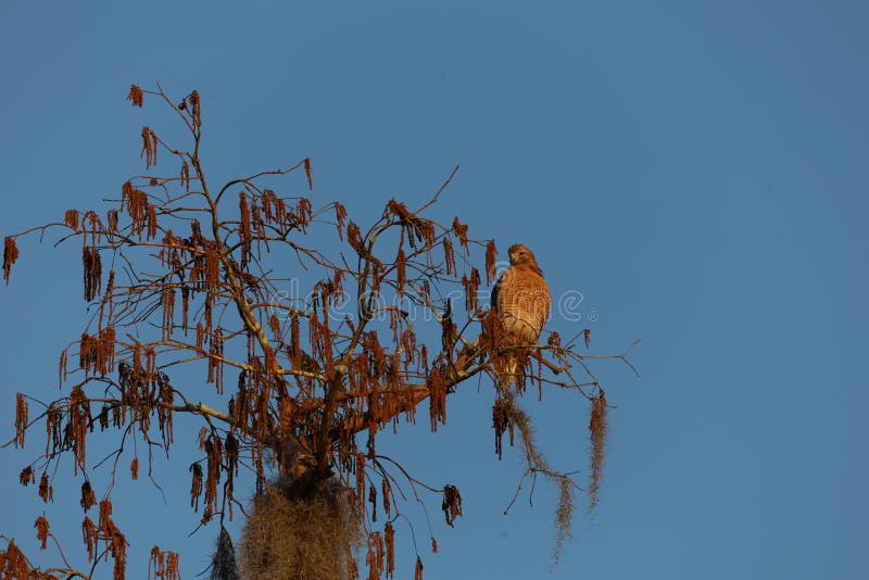Red Shouldered Hawk at Sunrise Stock Photo - Image of brilliant ...