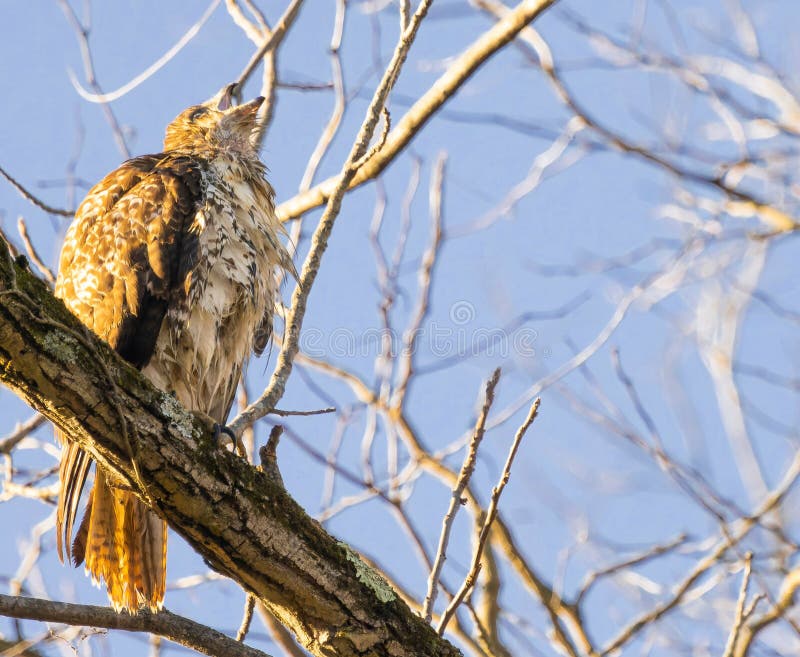 Red Shouldered Hawk at Sunrise Stock Image - Image of symbol, feathers ...