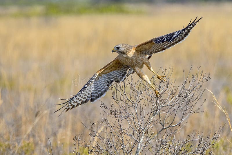 Red-Shouldered Hawk Taking Flight in a Dry Prairie Stock Photo - Image ...