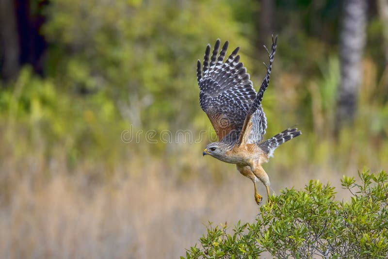 Red-Shouldered Hawk Taking Flight from a Shrub Stock Image - Image of ...