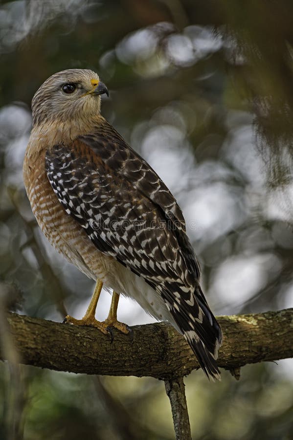 Red Shouldered Hawk on a Tree Branch. Stock Photo - Image of ...