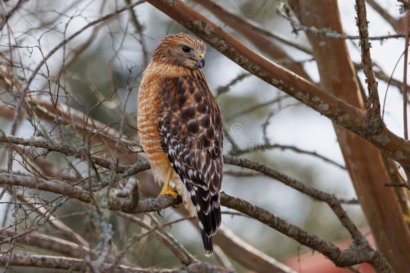 Red-shouldered Hawk on a Tree Branch Stock Image - Image of habitat ...