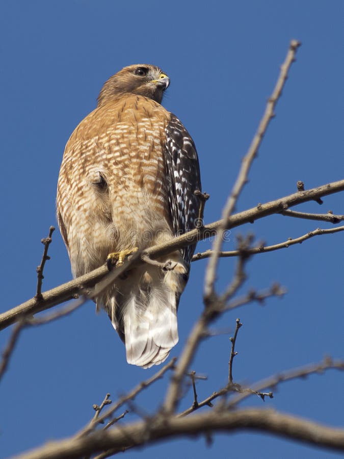 Profile View Red Shouldered Hawk Stock Photos - Free & Royalty-Free ...