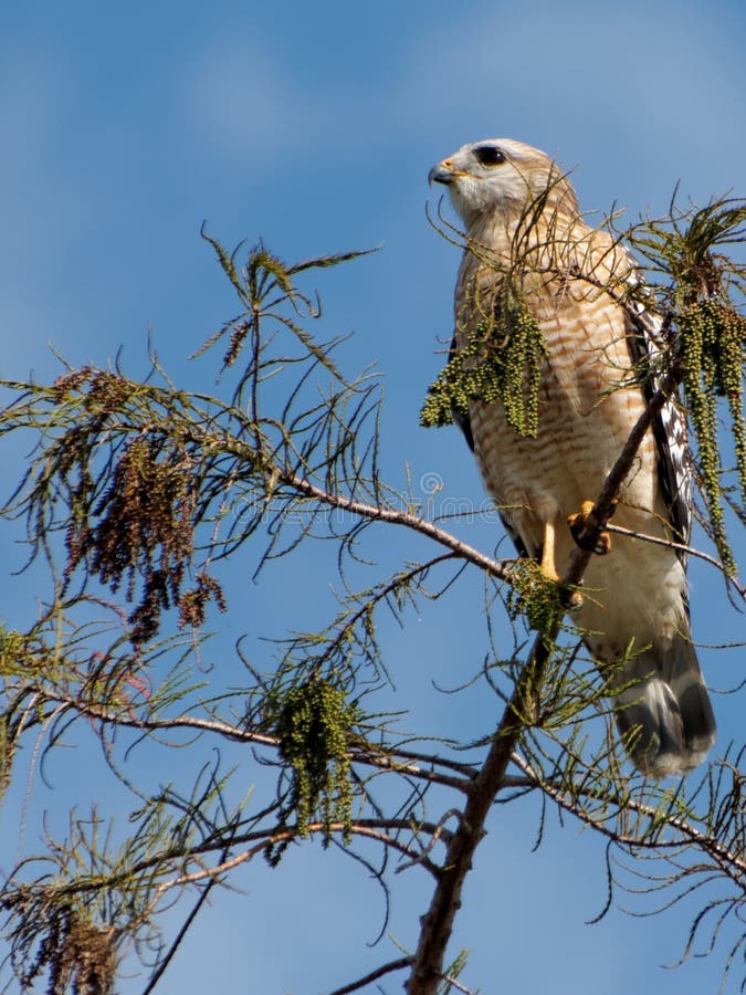 Red Shouldered Hawk on Tree Top Stock Photo - Image of florida, perch ...