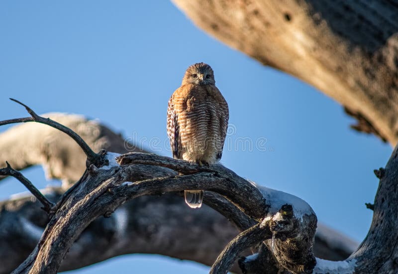 Red Shouldered Hawk Warming in the Sun Stock Image - Image of branch ...