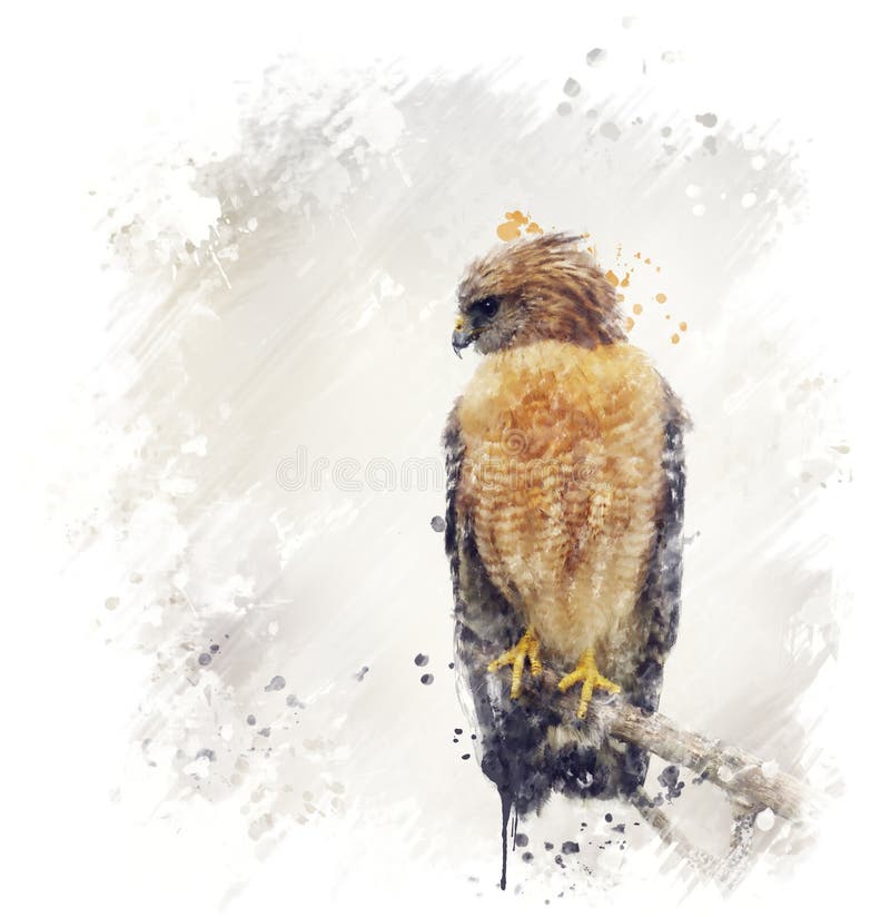 Red Shouldered Hawk Watercolor Stock Illustration - Illustration of ...