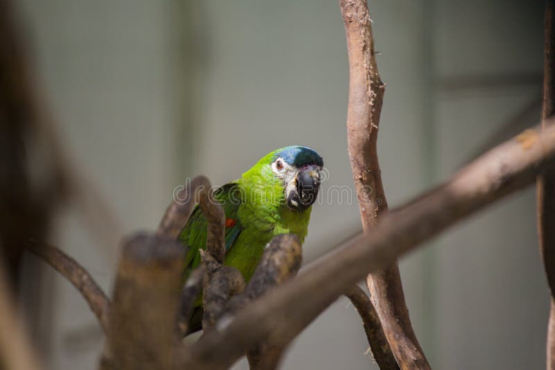 Red-shouldered Macaw Diopsittaca Nobilis Stock Image - Image of ...