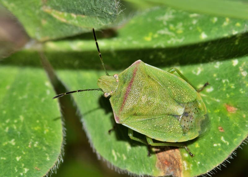 Red-Shouldered Stink Bug (Thyanta Custator) Camouflaged on a Clover ...
