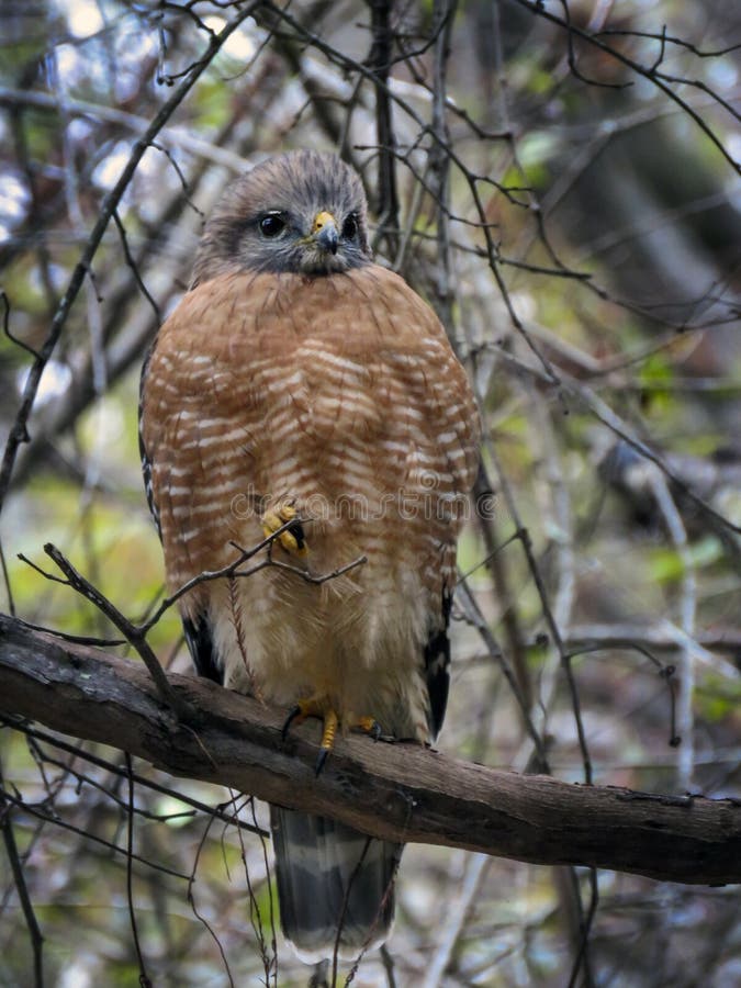 Red-shoulders Hawk Front View Stock Photo - Image of bird, fanning ...