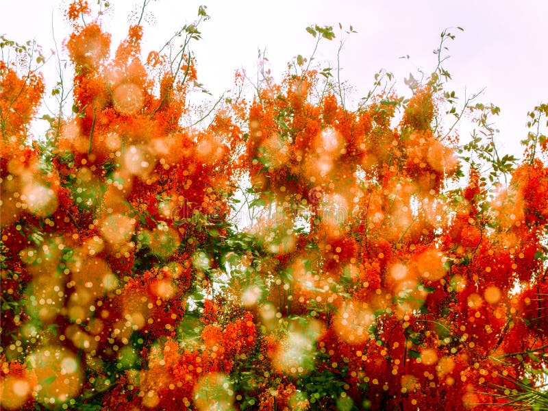 Red Shower Flowers Bloom All Tree in Autumn Stock Photo - Image of ...