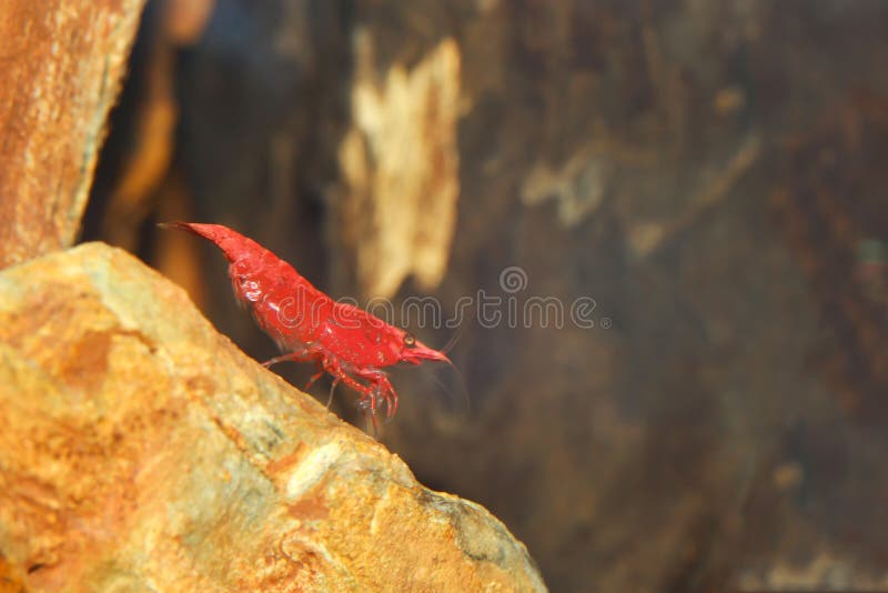 Red shrimp stock image. Image of invertebrate, nature - 25818699