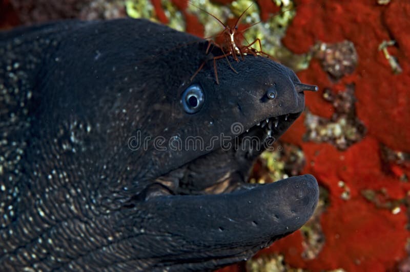 Red shrimp cleaning moreen stock image. Image of travel - 12304465
