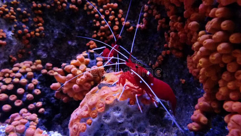 Red Shrimp on a Coral Reef stock video footage. Video of reef - 35756363