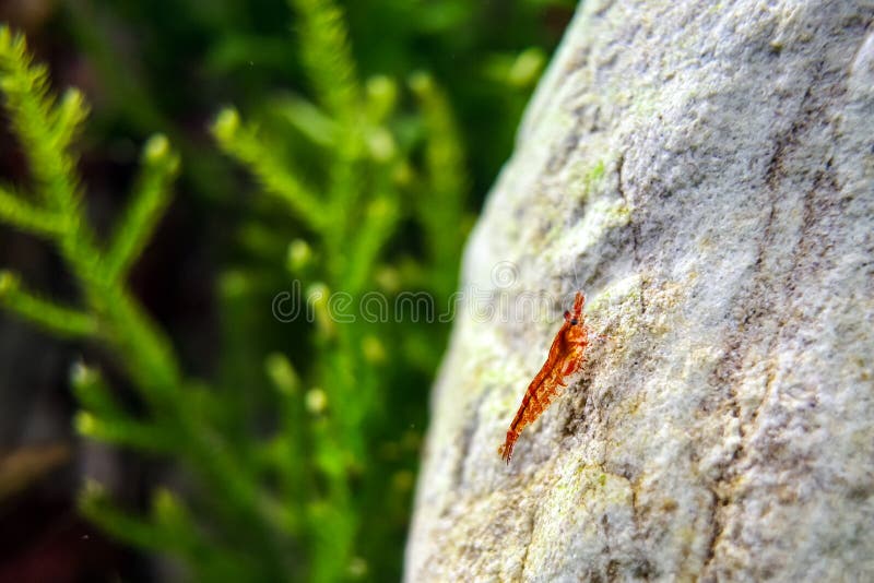 Red shrimp climb on rock stock image. Image of chinese - 248638779