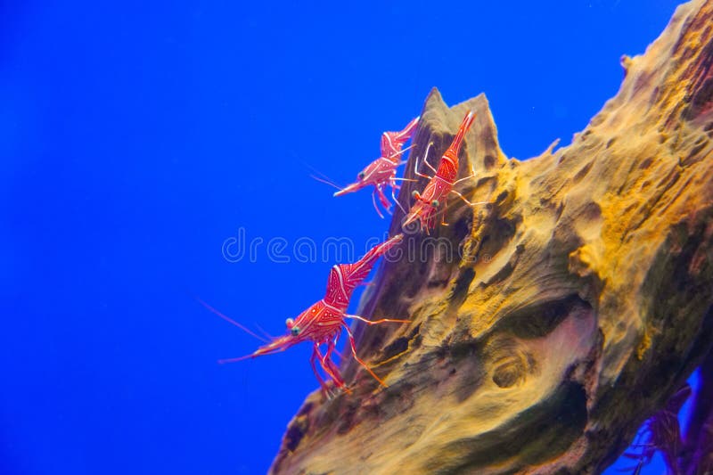 Red Shrimp on Tree Underwater, Colony of Organisms Stock Image - Image ...