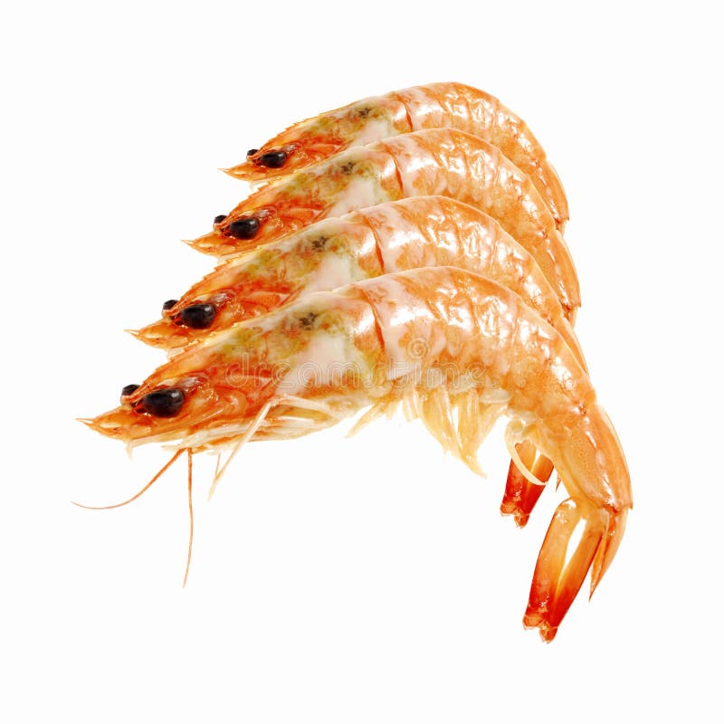 Single Shrimp stock photo. Image of shrimp, food, overhead - 9000770