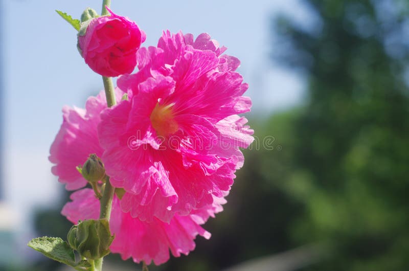 Red shrub althea flower stock photo. Image of beautiful - 42945470