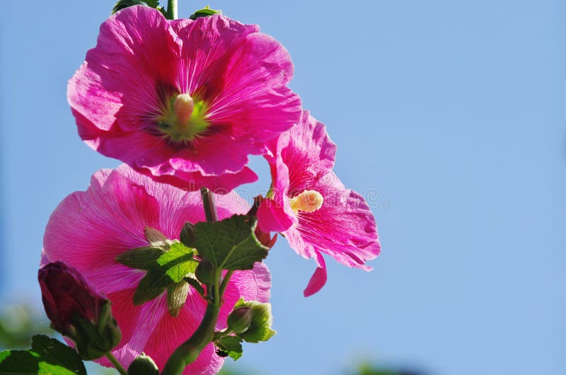 Red shrub althea flower stock image. Image of flowers - 42945481