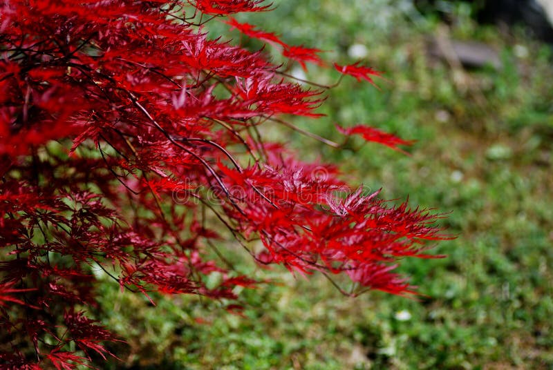 Red shrub stock photo. Image of bloom, gardening, blossom - 30619764