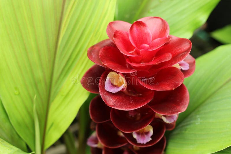 Red siam tulip stock image. Image of natural, culture - 43597949