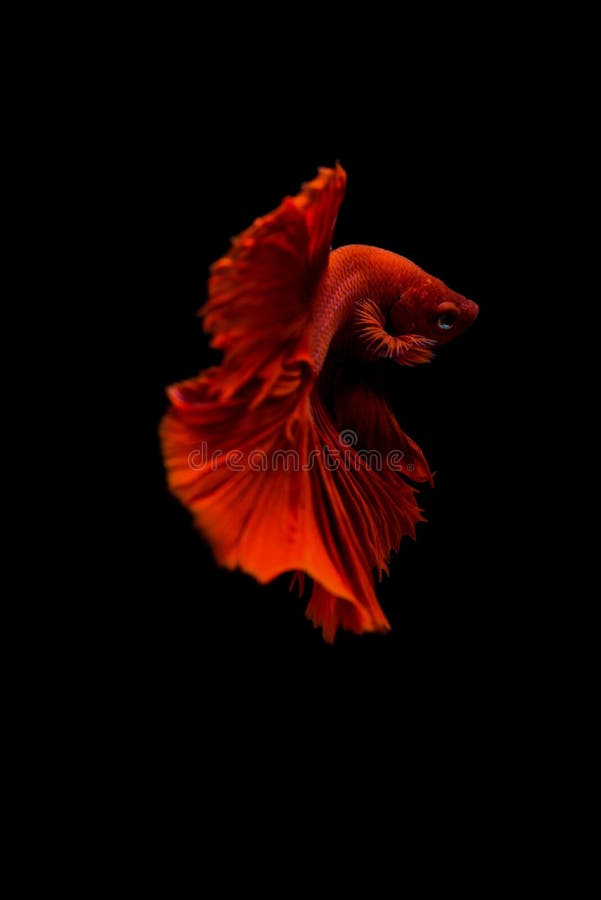 Red Siamese Fighting Fish, Betta Fish Isolated on Black Stock Photo ...