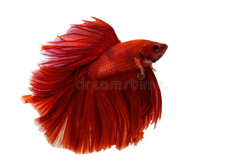 Red Siamese Fighting Fish Betta Splendens. Closeup Red Color Siamese ...