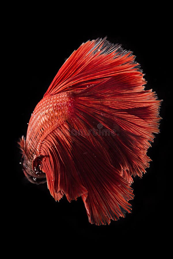 Red Siamese Fighting Fish Isolated on Black Background Stock Image ...
