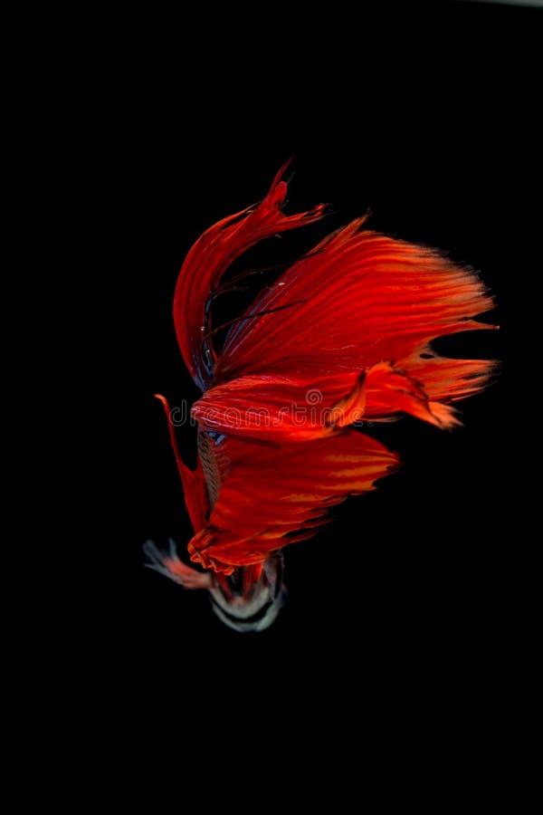 Red Siamese Fighting Fish Isolated on Black Background. Betta Fi Stock ...