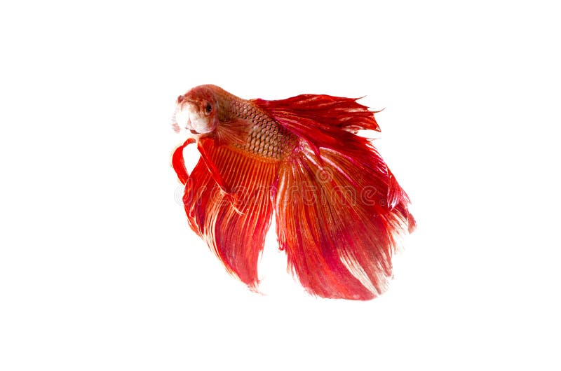 Red Siamese Fighting Fish Isolated on White. Stock Photo - Image of ...