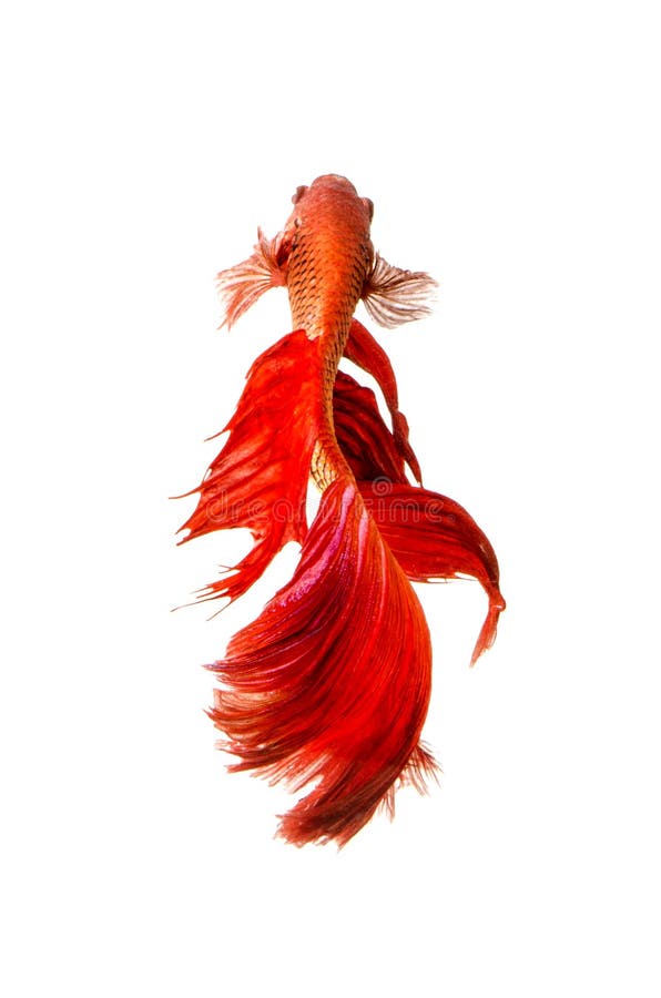 Red Siamese Fighting Fish Isolated on White. Stock Photo - Image of ...