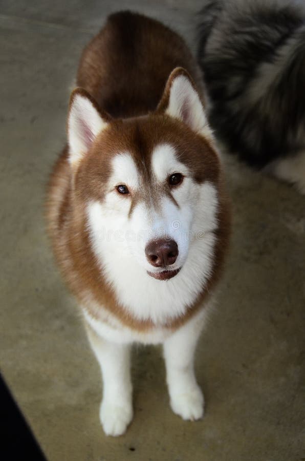 Red siberian husky stock photo. Image of looking, mountain - 41783968