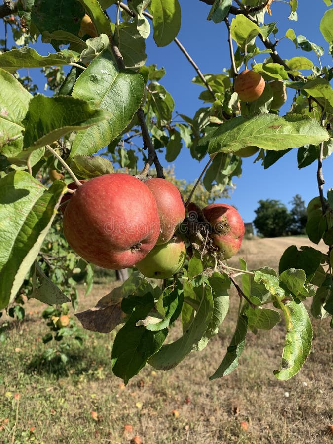 Red-sided Apples Growing on a Tree, Close-up Stock Photo - Image of ...