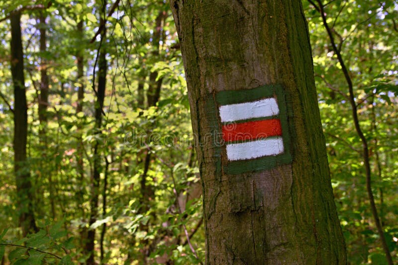 Red Mark for Hiking Path in Forest Stock Photo - Image of mark, marked ...