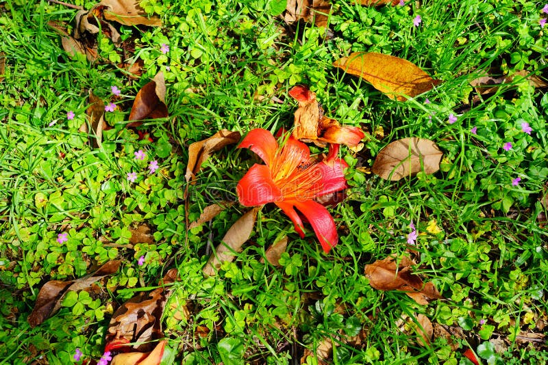 Red silk cotton flower stock image. Image of blossom - 173050913