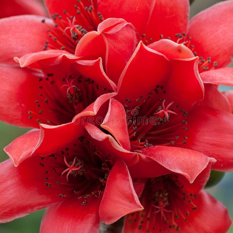 Red Silk Cotton Flower - Latin Name is Bombax Ceib Stock Image - Image ...