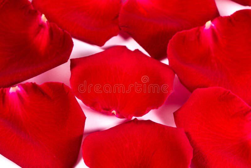 Red silk rose petals stock photo. Image of beautiful - 66884232