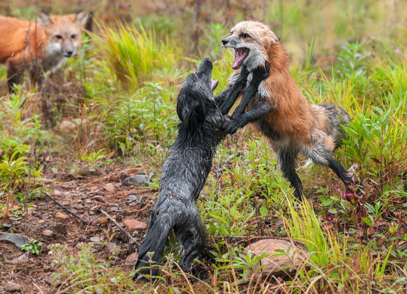 Red and Silver Fight Vulpes Vulpes with Third Fox Watching Stock Photo ...