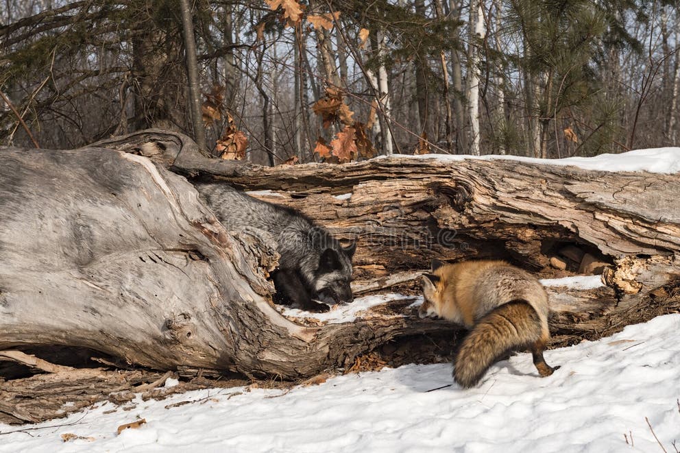 Red and Silver Fox (Vulpes Vulpes) Sniff about Inside Log Winter Stock ...