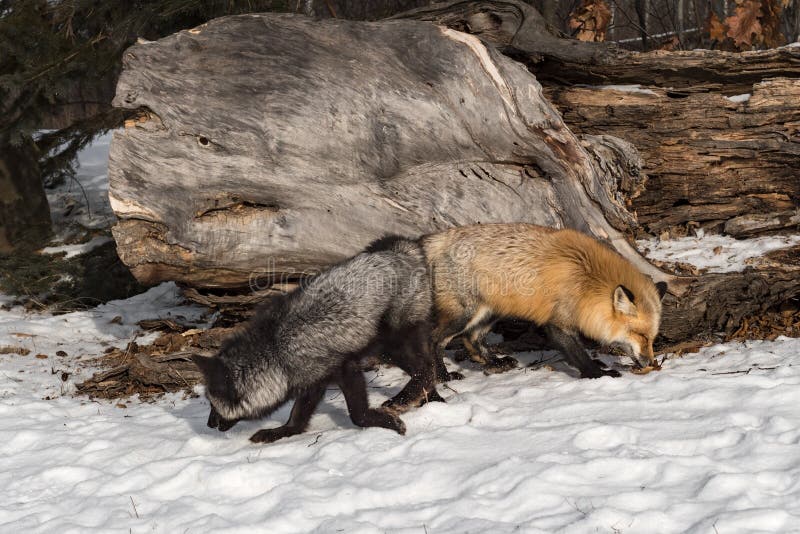 Red and Silver Fox Vulpes Vulpes Tail To Tail by Log Winter Stock Photo ...