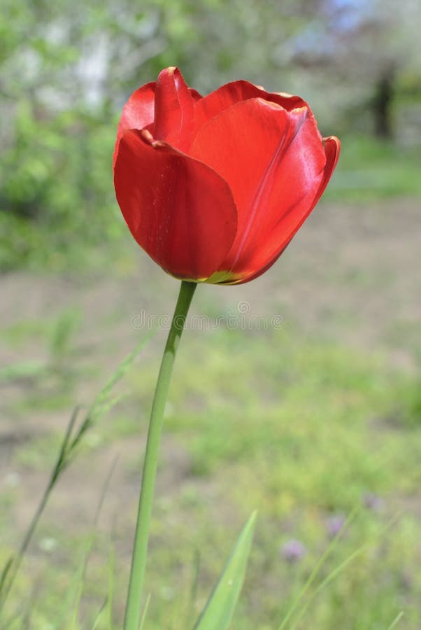 Red single flower tulip stock image. Image of leaves - 107452365
