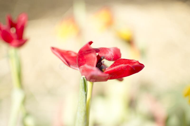 Red Single Flower on Yellow Surrounding. Stock Image - Image of ...