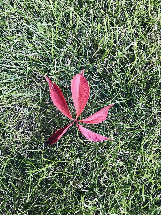Red Single Leaf on the Green Grass. Stock Photo - Image of grass ...