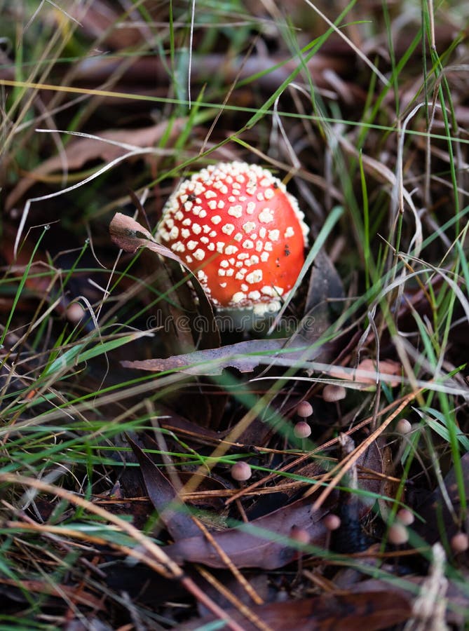 Single Mushrooms Toadstools , Wild Forest Fungi , Small Fungi , Single ...
